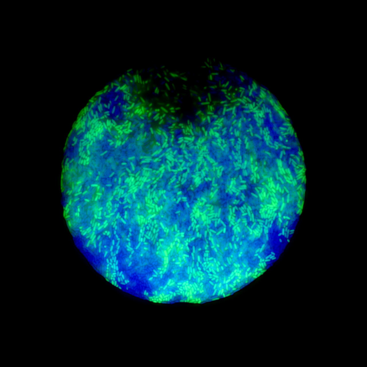 Discover the Microverse - NCCR